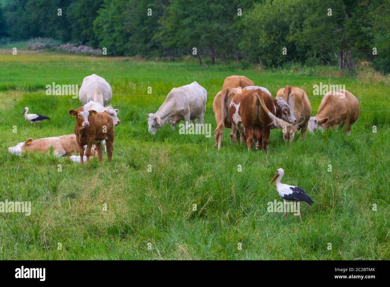 cow and stork together on the meadow Stock Photo - Alamy