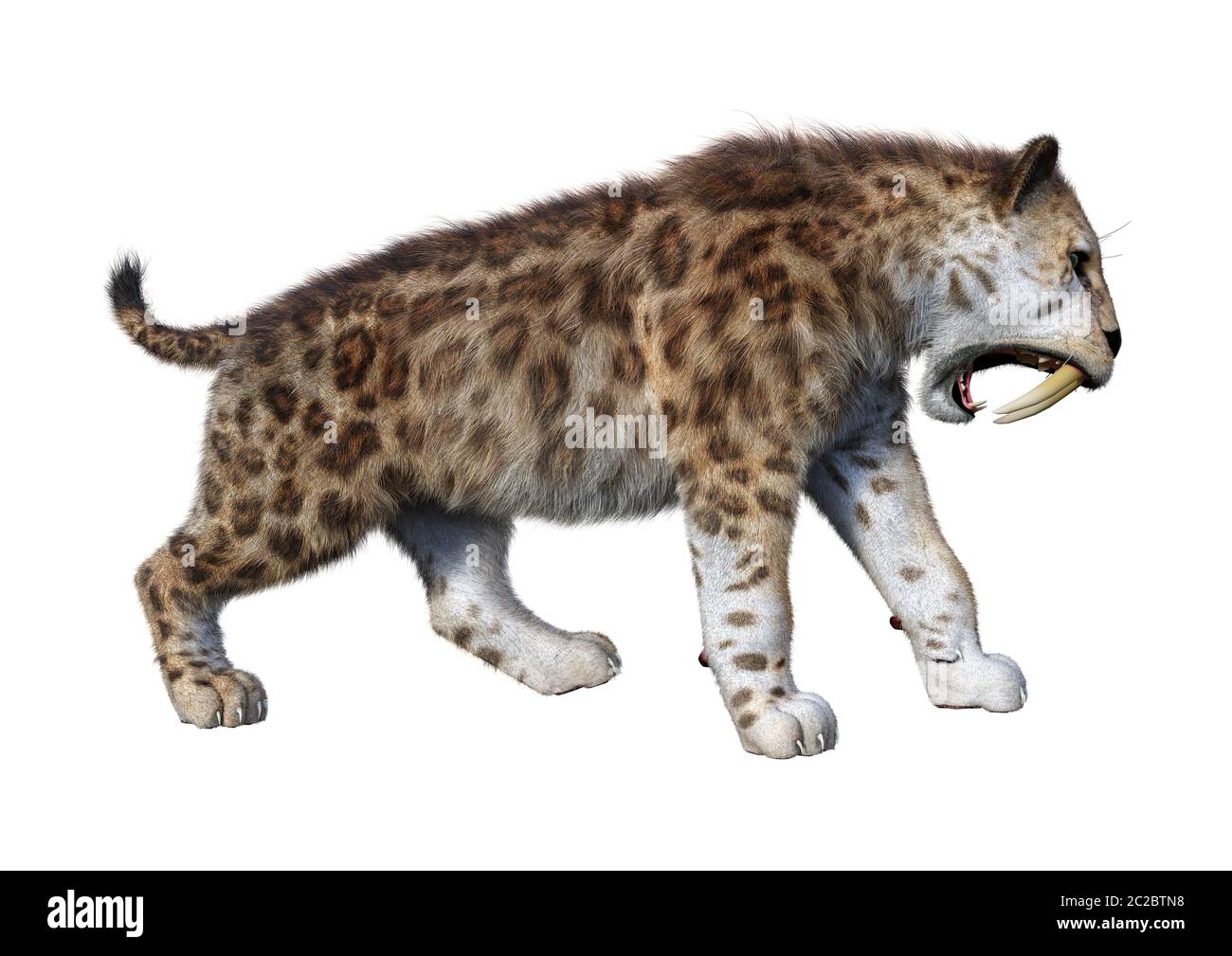 3D rendering of a sabertooth tiger isolated on white background Stock ...
