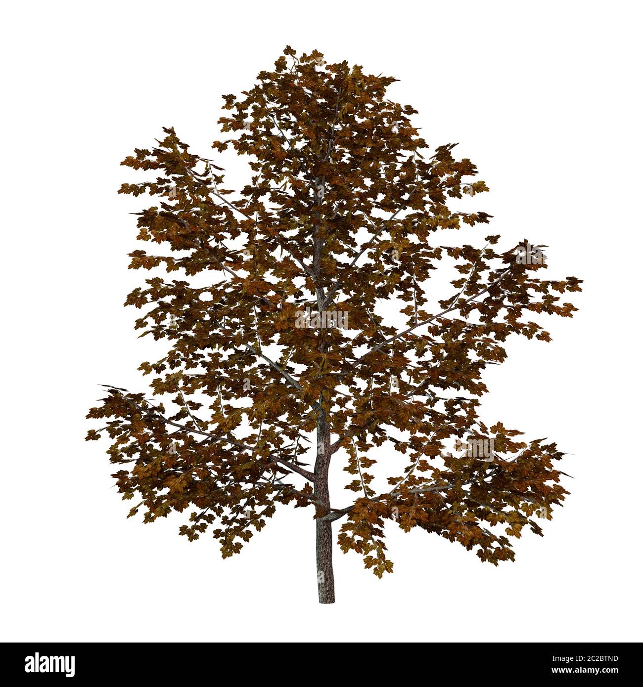 3D rendering of an autumnal sweet birch tree or Betula lenta isolated ...