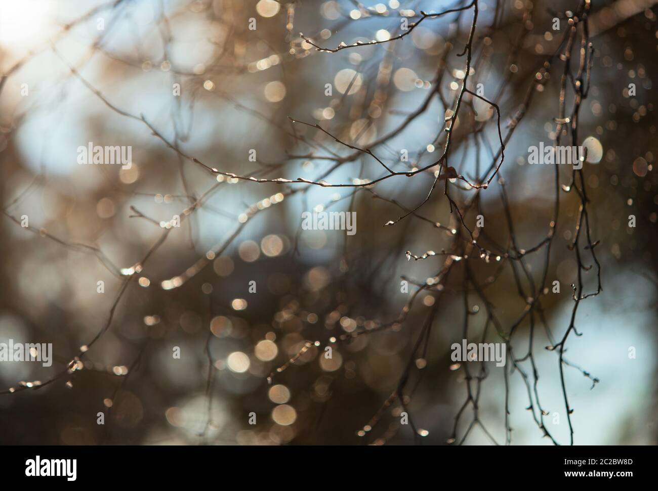 Ice cold tree branch with blue background hi-res stock photography and ...