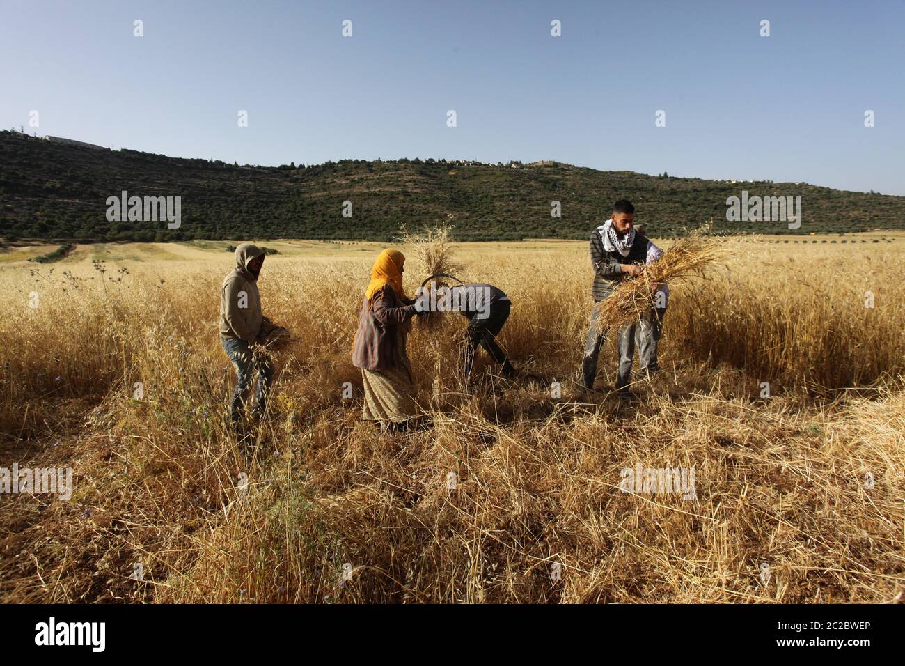 Nablus, West Bank city of Nablus. 17th June, 2020. Palestinian farmers ...