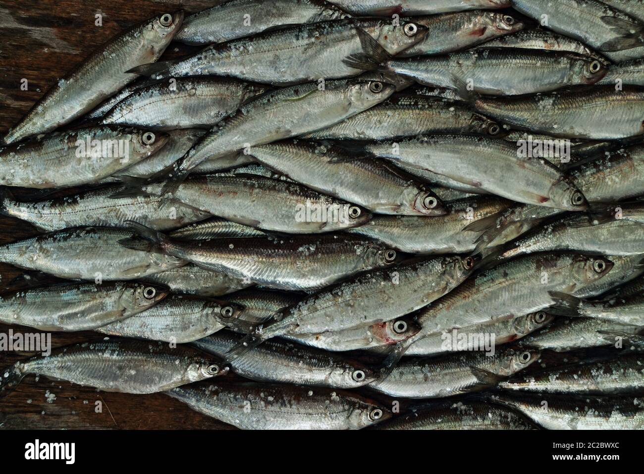Vendace fish hi-res stock photography and images - Alamy