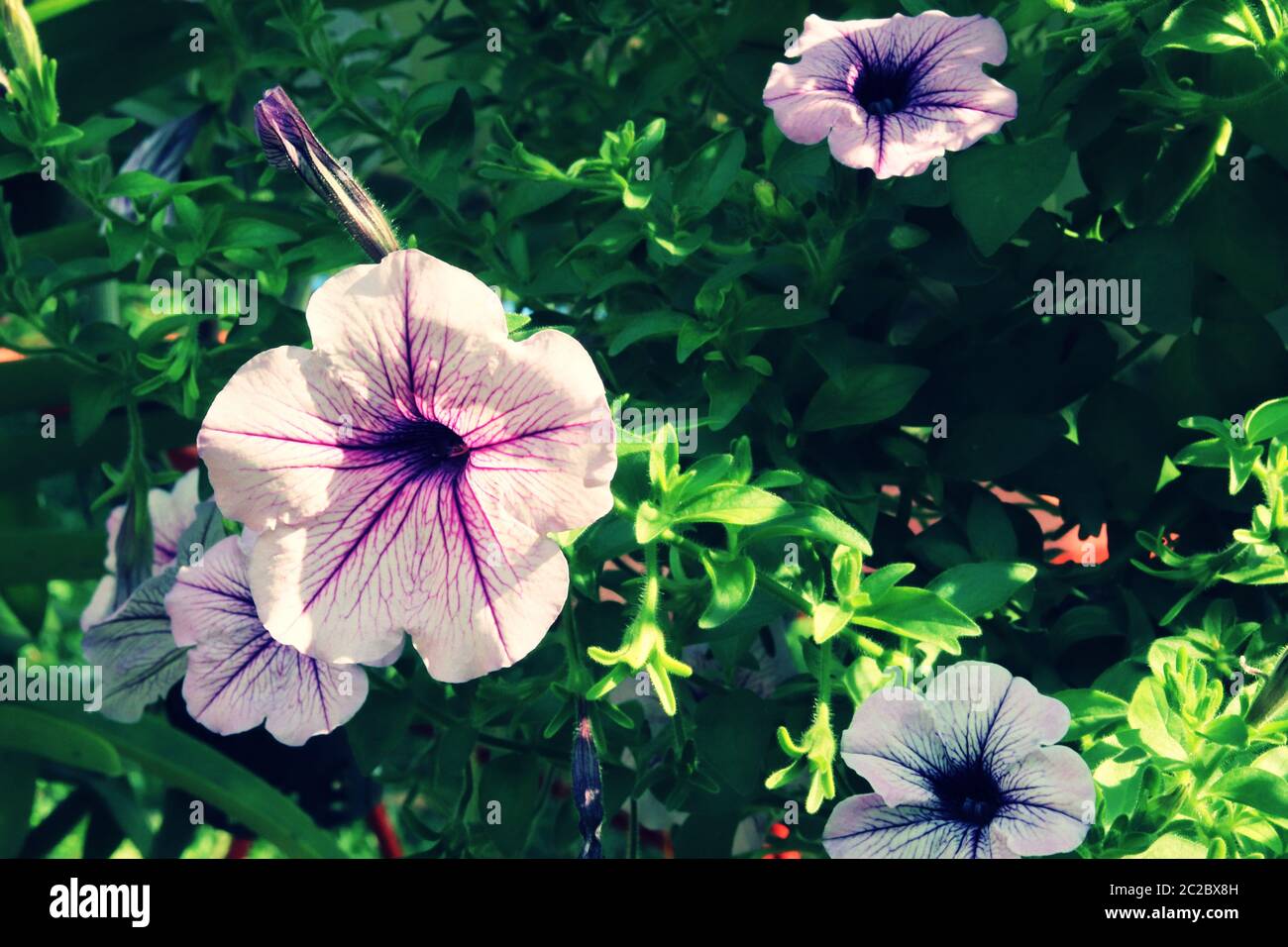 Environmental natural background hi-res stock photography and images ...