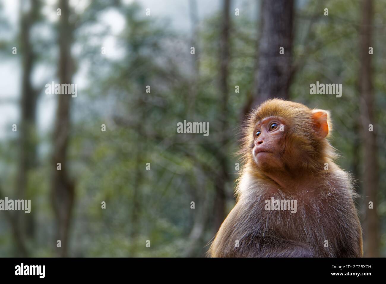Chinese monkey looking left on a forest Stock Photo - Alamy
