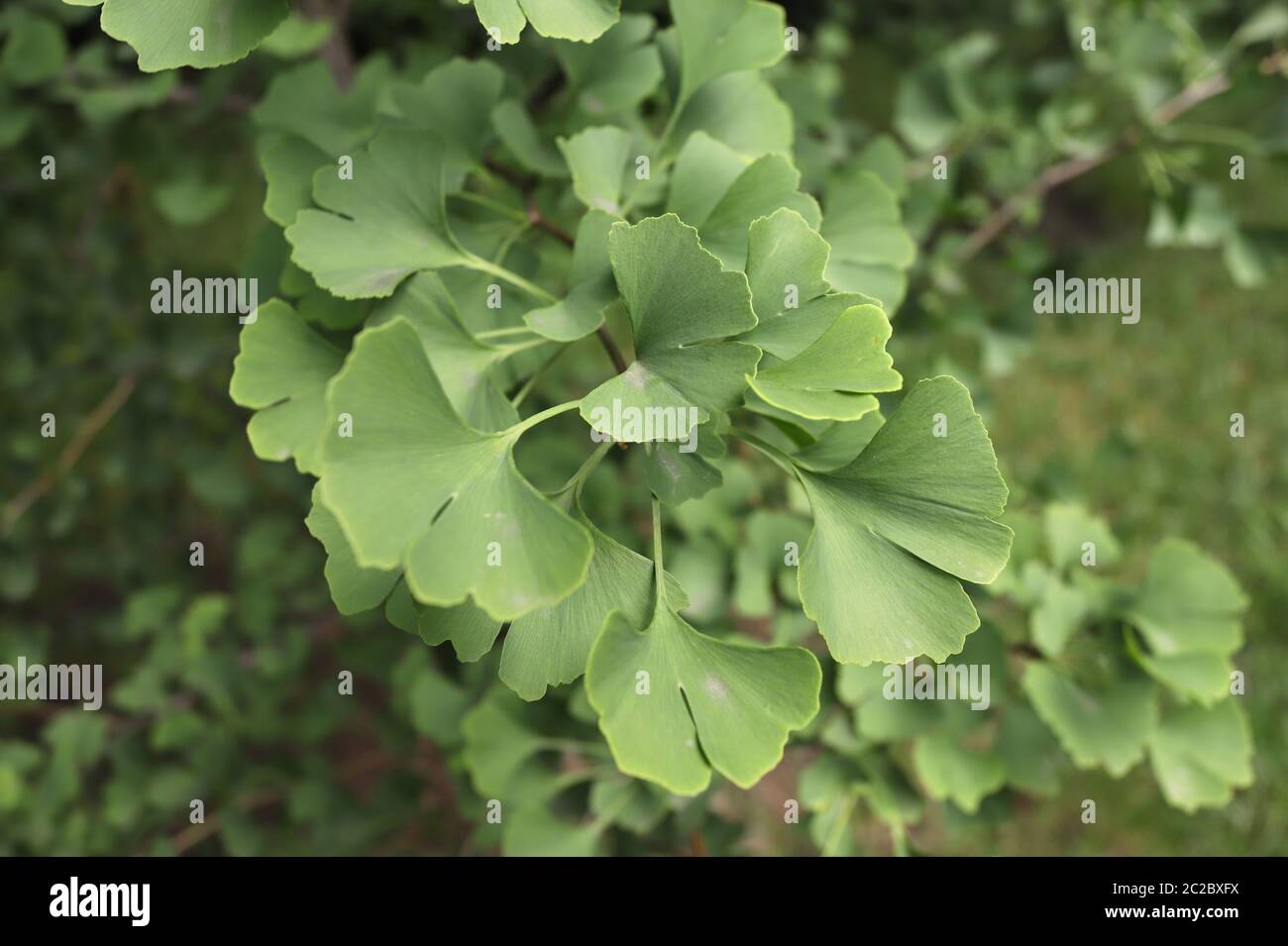 Ginkgo biloba in nature, ginkgo or gingko also known as the maidenhair ...