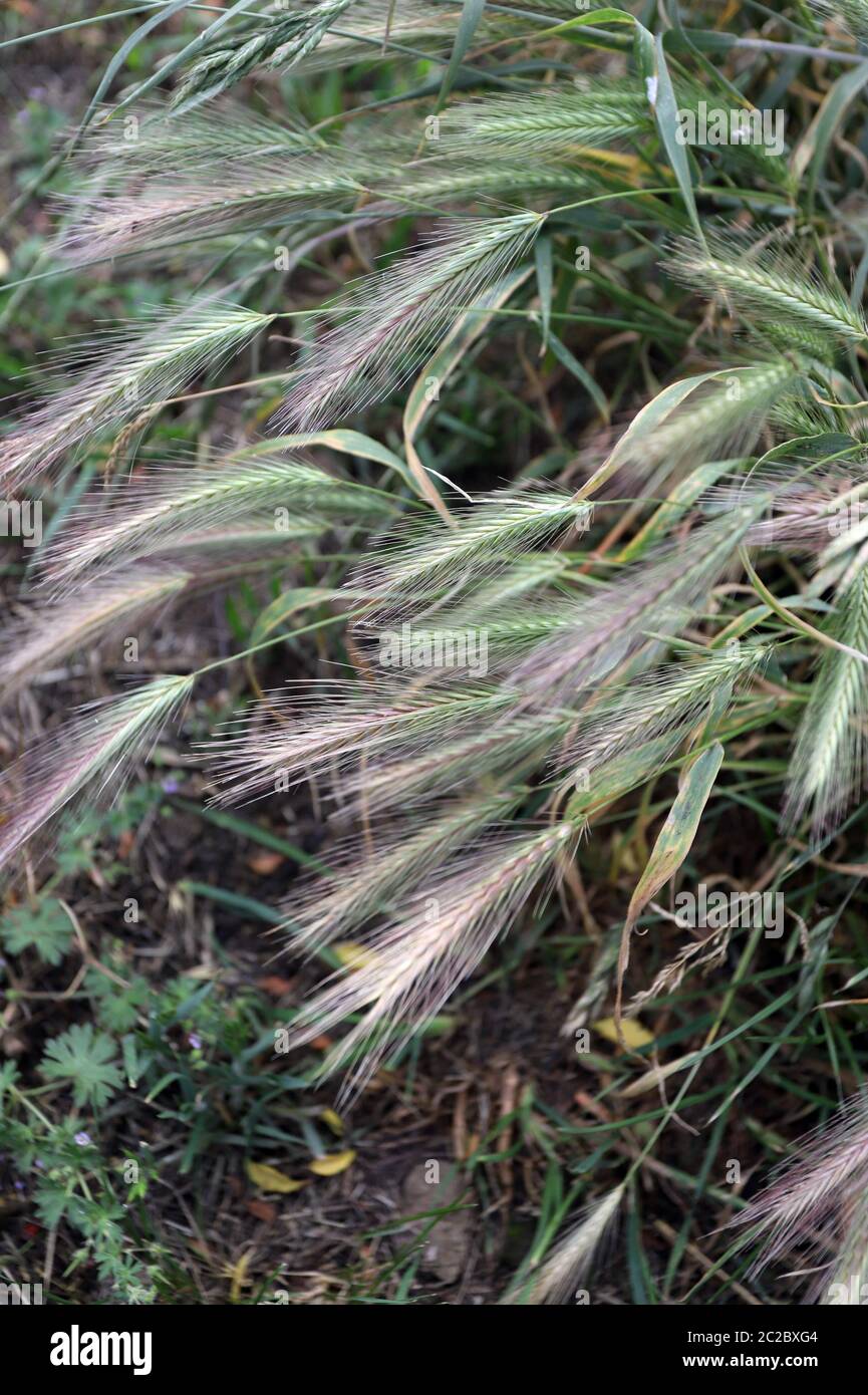 Grass awns that can be dangerous for dogs. June grass ears Stock Photo ...