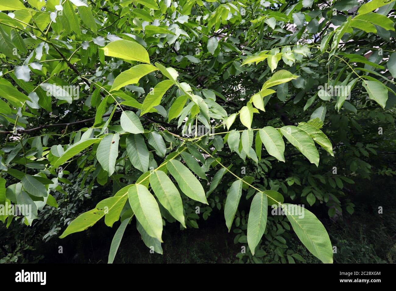 Walnut Insects High Resolution Stock Photography and Images - Alamy