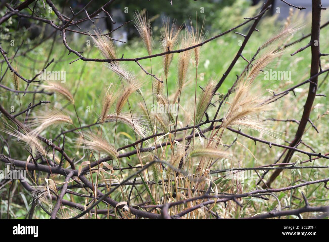 Grass awn hi-res stock photography and images - Alamy