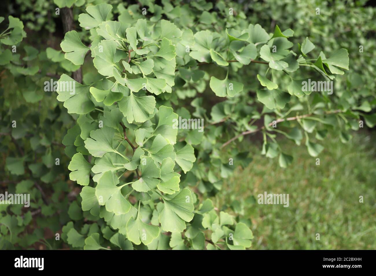Ginkgo biloba in nature, ginkgo or gingko also known as the maidenhair ...