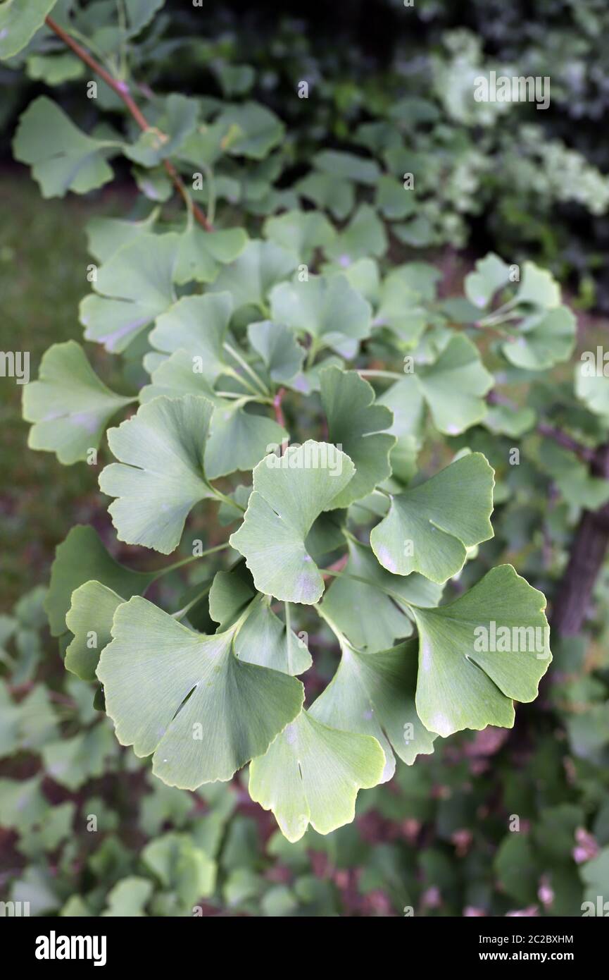 Ginkgo biloba in nature, ginkgo or gingko also known as the maidenhair ...