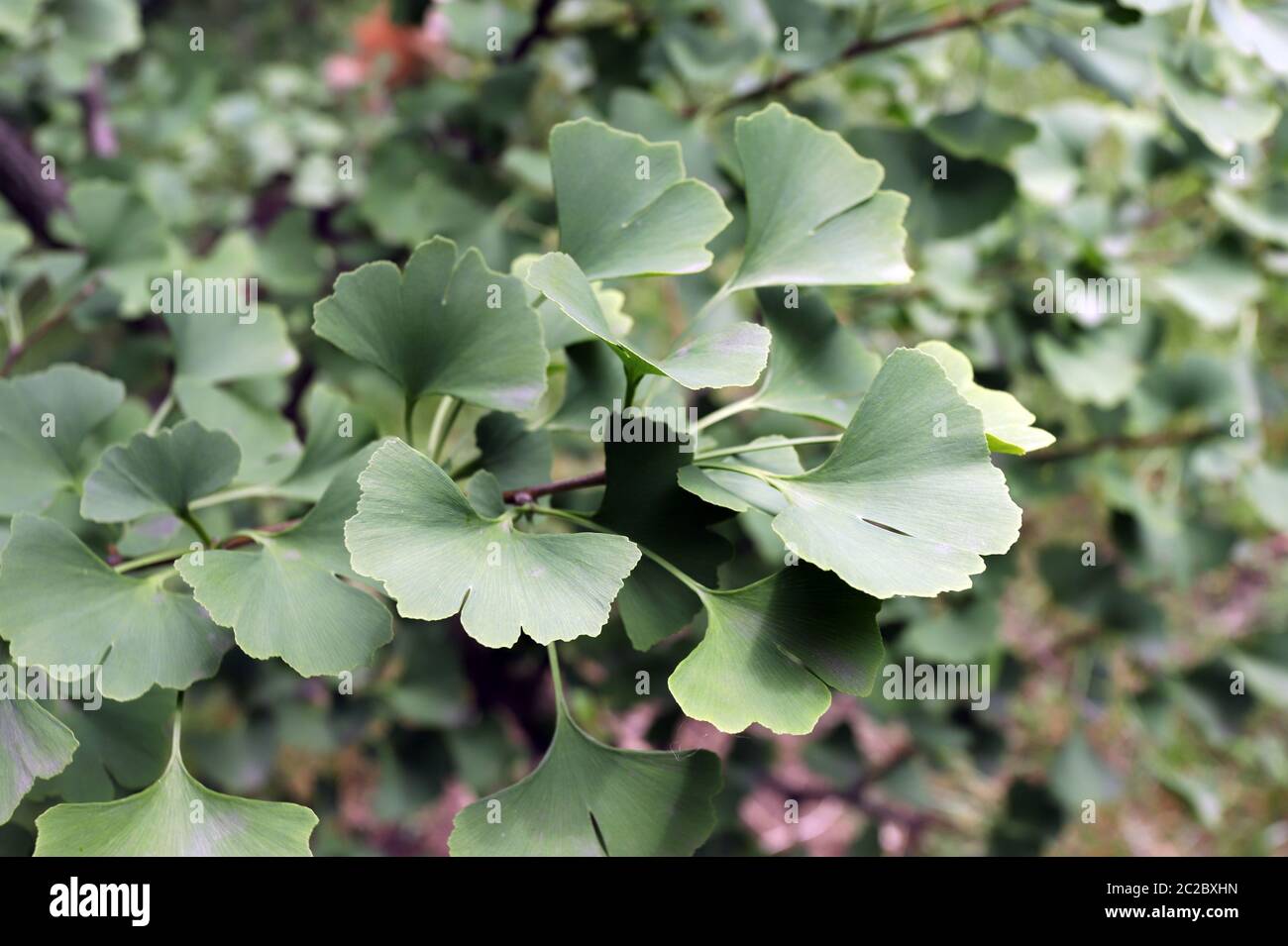 Ginkgo biloba in nature, ginkgo or gingko also known as the maidenhair ...