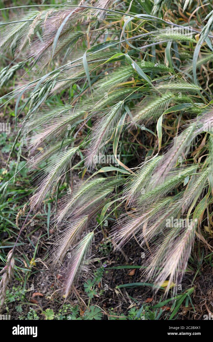 Grass awns dog hi-res stock photography and images - Alamy