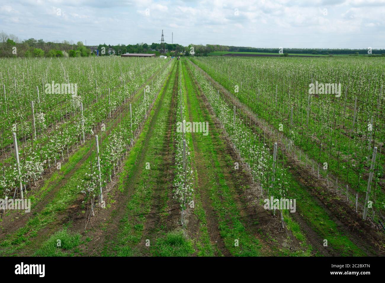 Smart organic farm. Rows of sprouts of apple trees on plantation Stock ...
