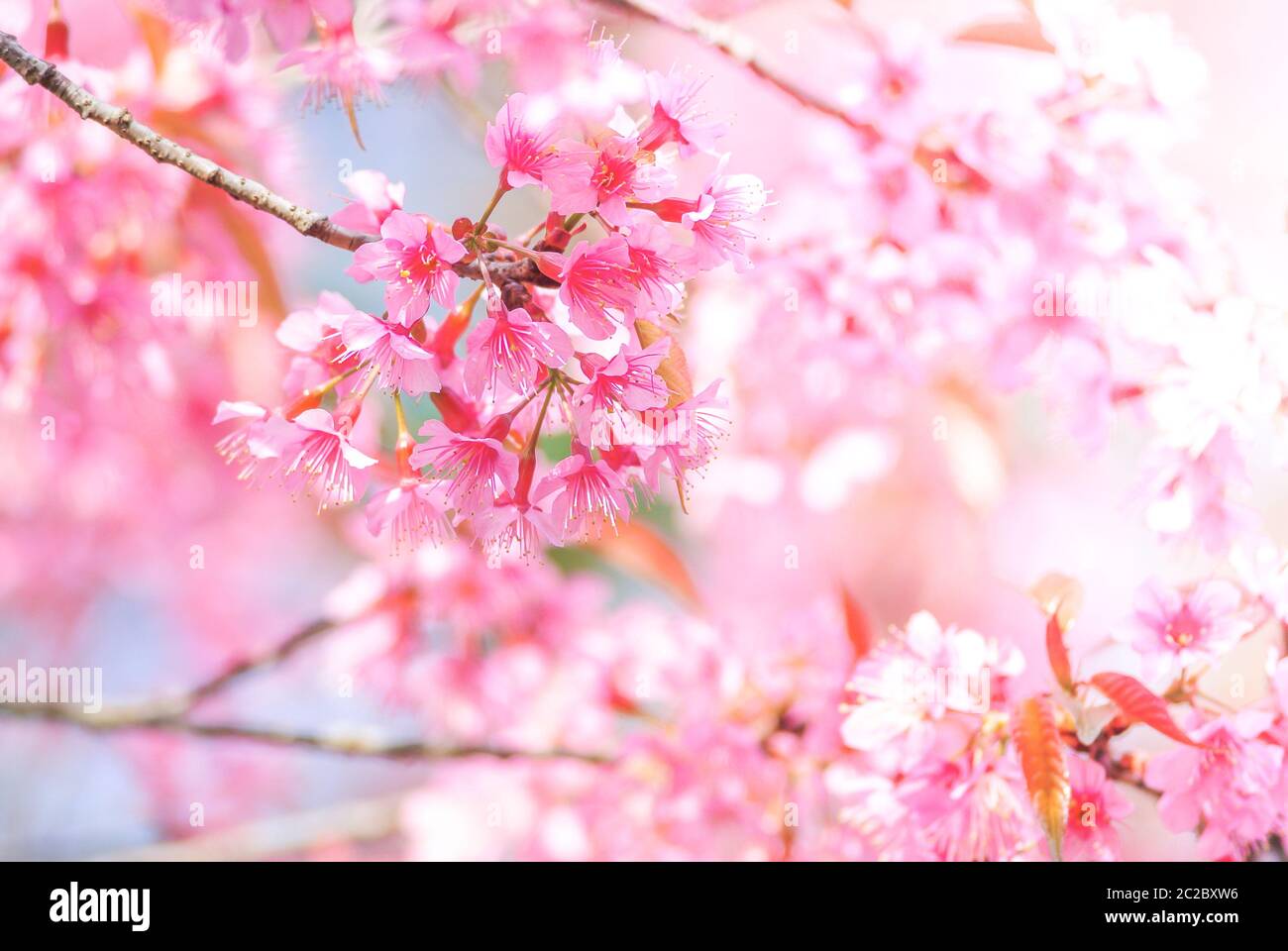 Cherry Blossom in spring with soft focus, unfocused blurred spring ...
