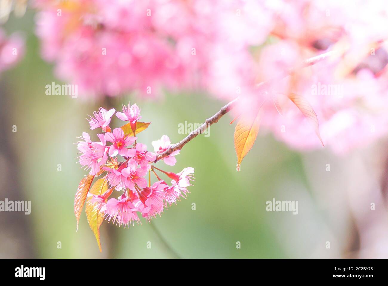 Cherry Blossom in spring with soft focus, unfocused blurred spring ...
