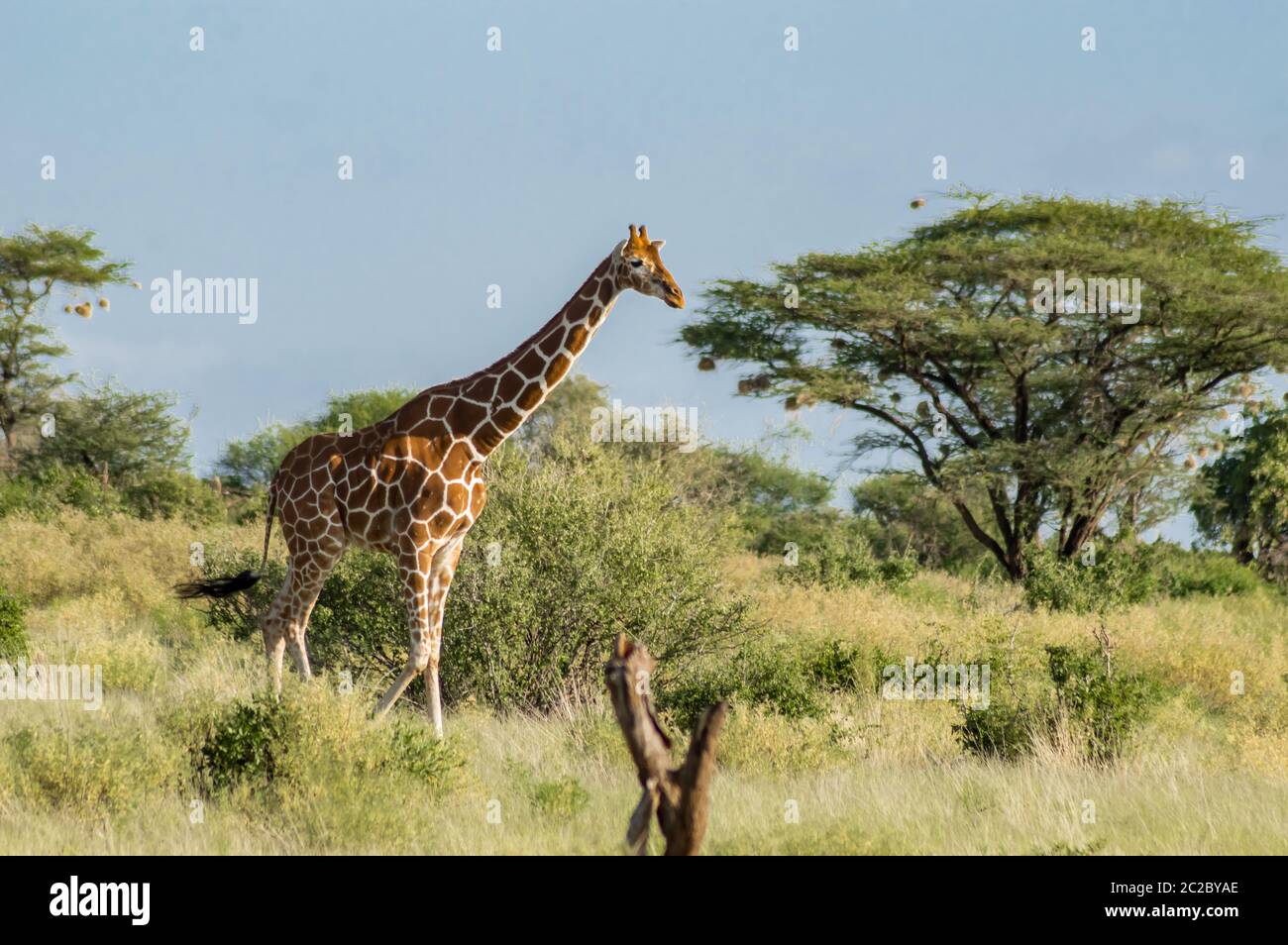 Giraffe crossing the trail in Samburu Park in central Kenya Stock Photo ...