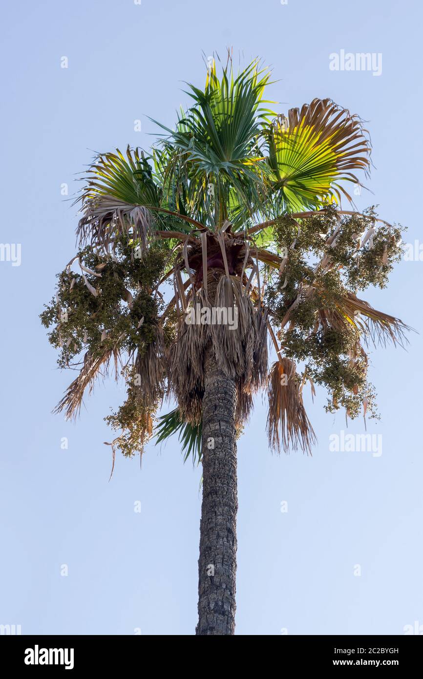 Dried palm tree leaves hi-res stock photography and images - Alamy