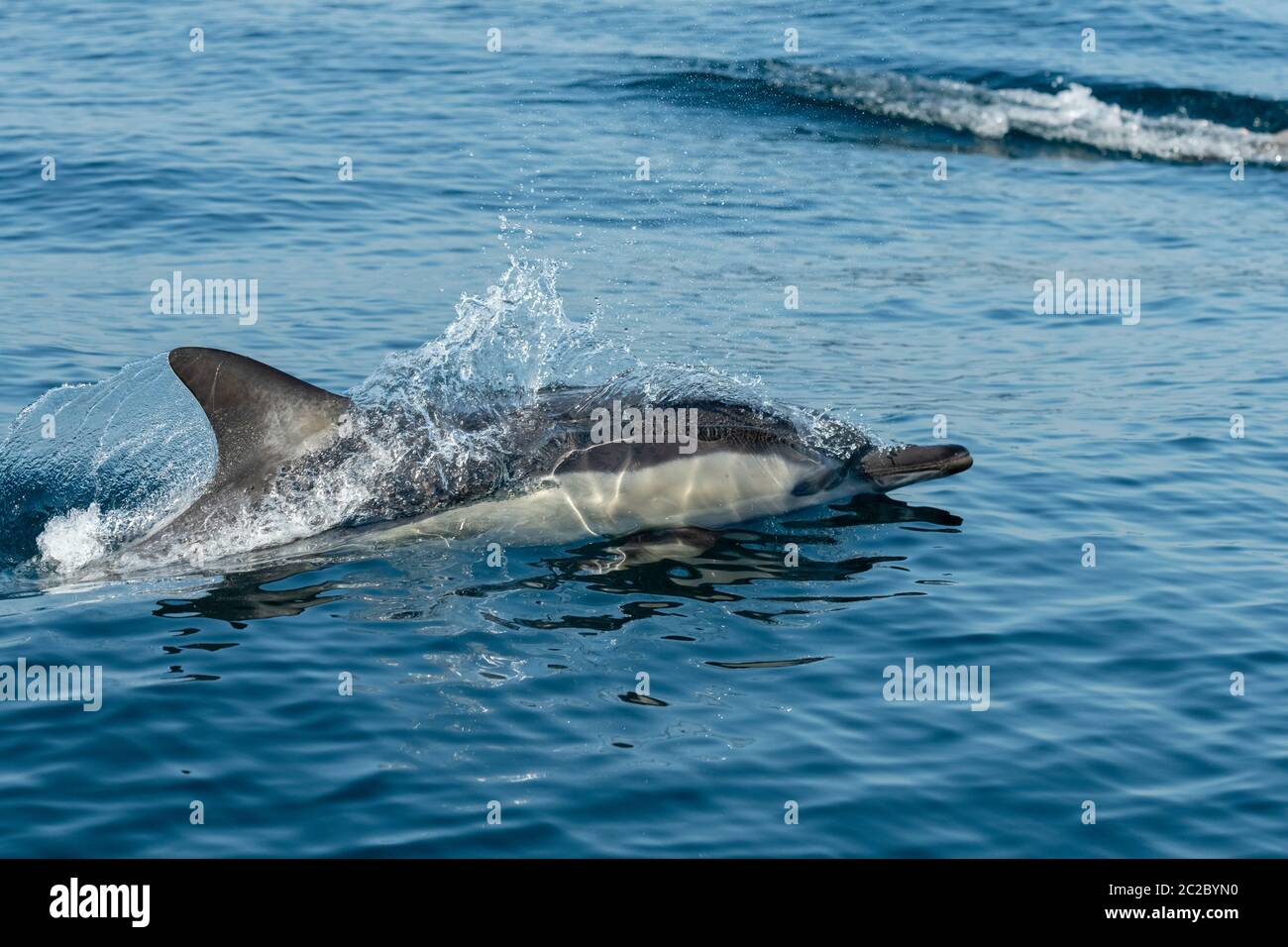 Common Dolphin breaching Stock Photo - Alamy