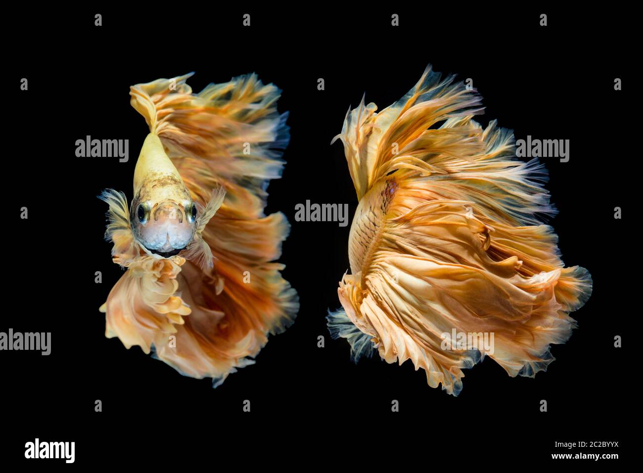 Yellow gold betta fish, siamese fighting fish on black background Stock ...