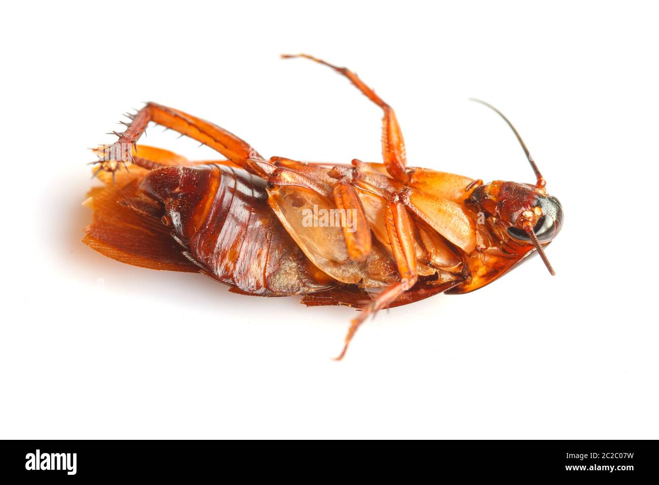 close up Dead cockroaches on white background Stock Photo - Alamy