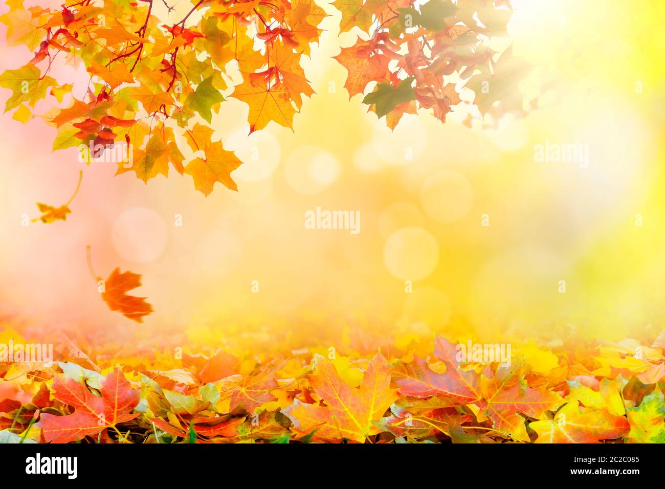 Multi colored tree hi-res stock photography and images - Alamy