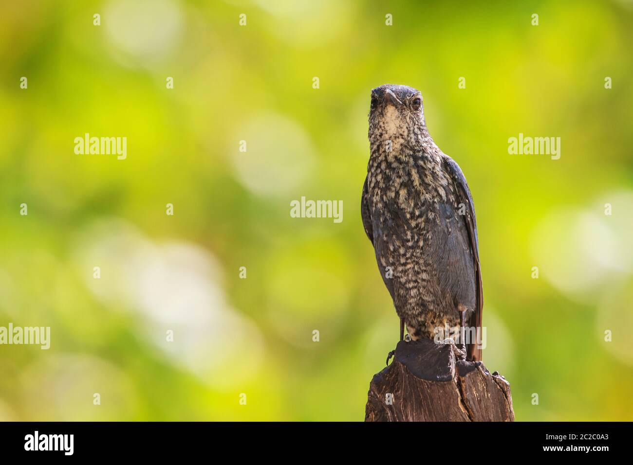 Blue rock thrush bird hi-res stock photography and images - Alamy
