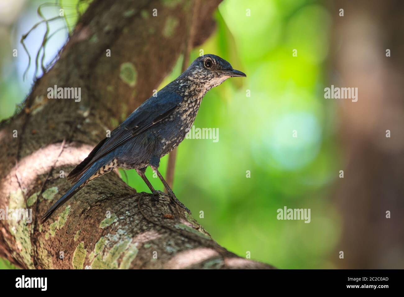 Blue Rock Thrush bird (Monticola solitarius) standing in nature Stock ...