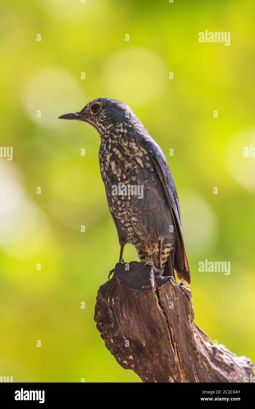 Blue Rock Thrush bird (Monticola solitarius) standing in nature Stock ...