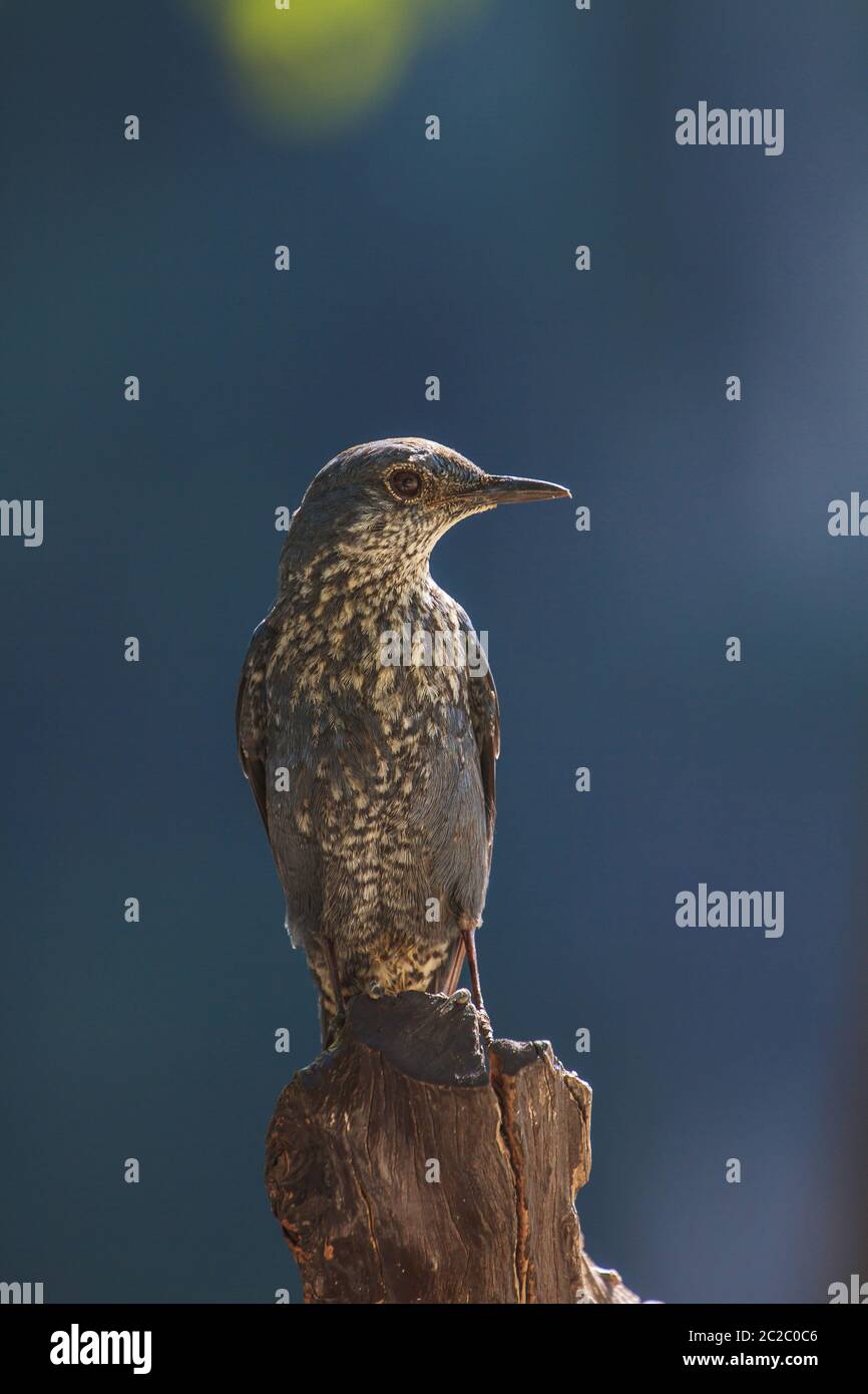 Blue Rock Thrush bird (Monticola solitarius) standing in nature Stock ...