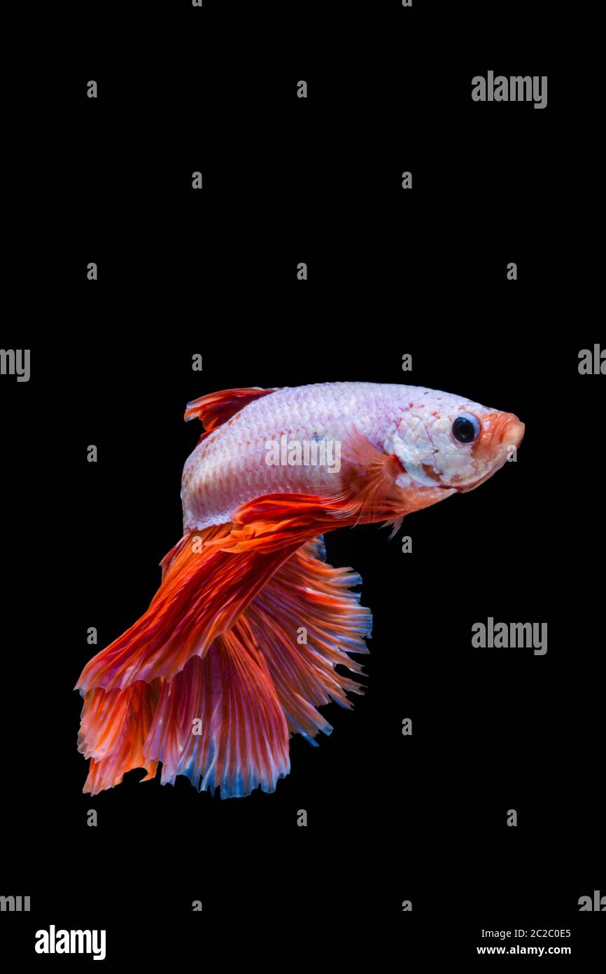 Pink and red betta fish, siamese fighting fish on black background ...