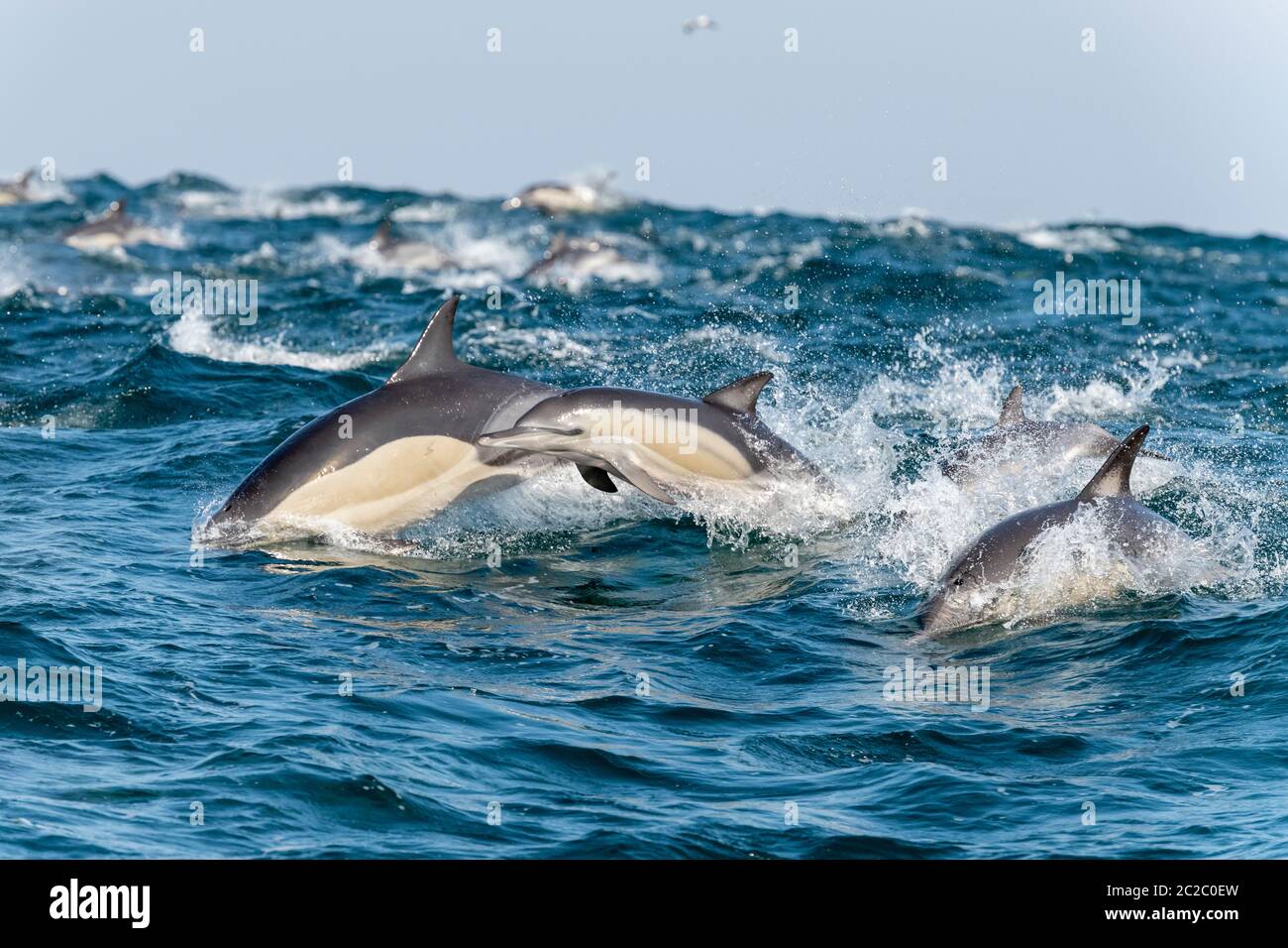 Animal breaching hi-res stock photography and images - Alamy