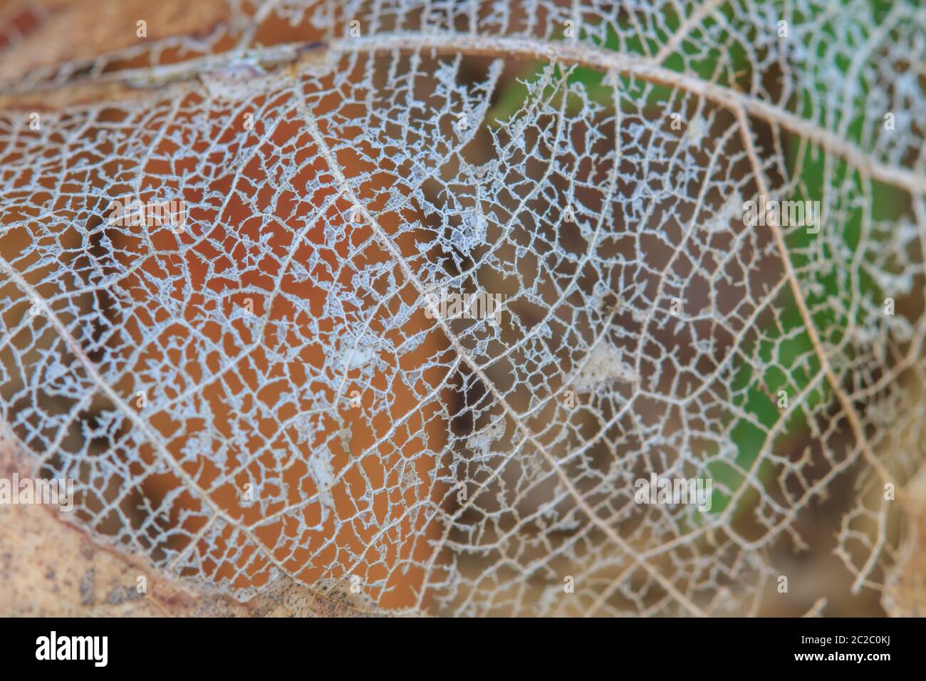 Texture with rotten leaves with fibers, filigree abstract on leaf Stock ...