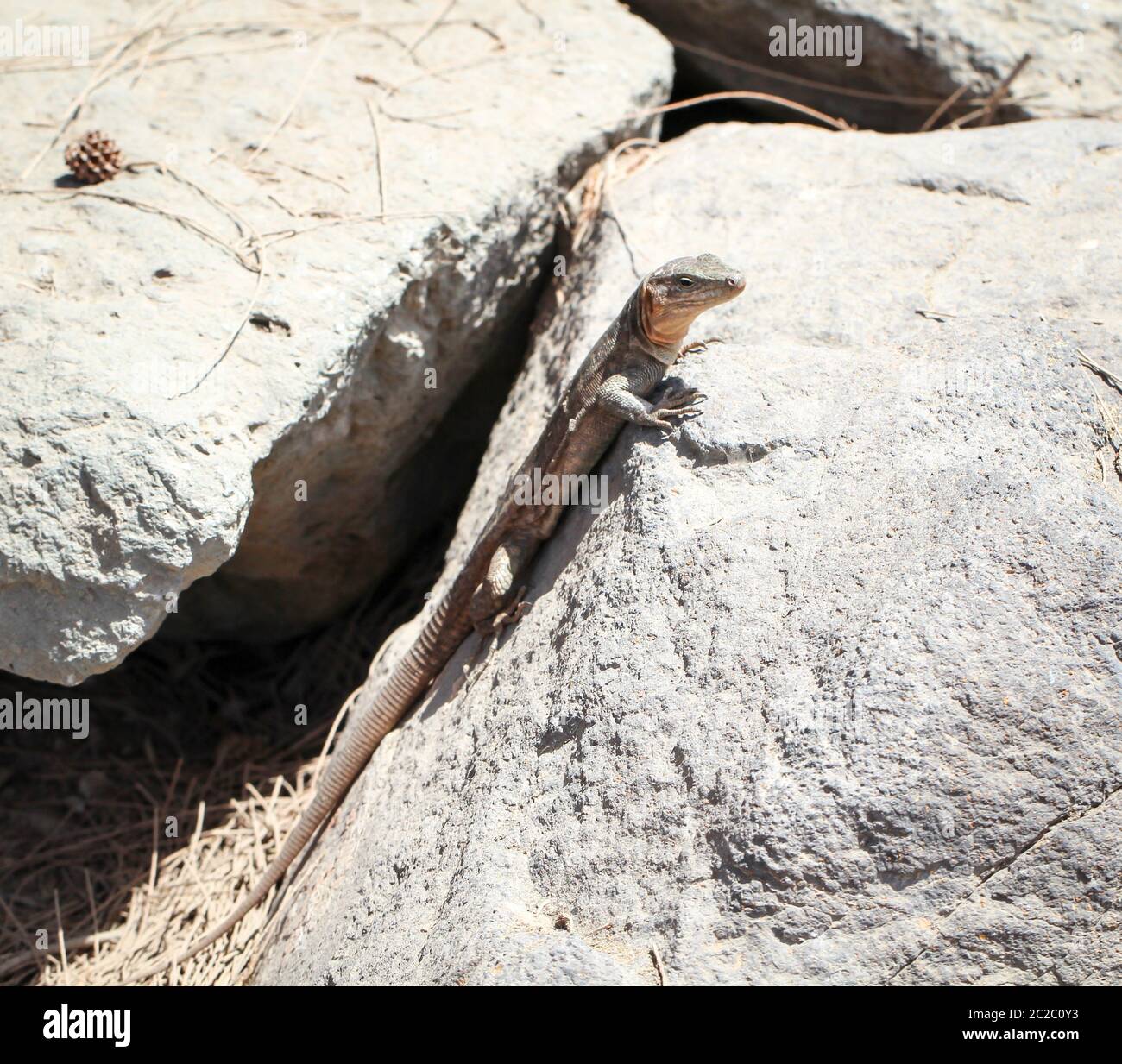 detail of a lizard in the sun on a stone Stock Photo - Alamy