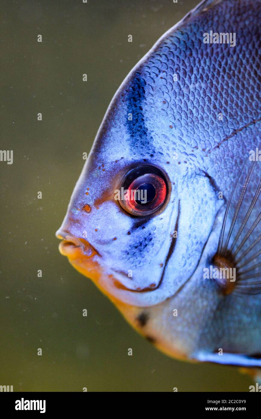 Discus cone hi-res stock photography and images - Alamy