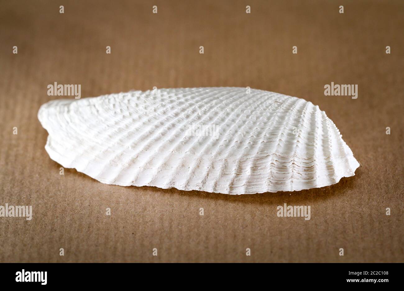 Detail of a shell, remains of a shell Stock Photo - Alamy