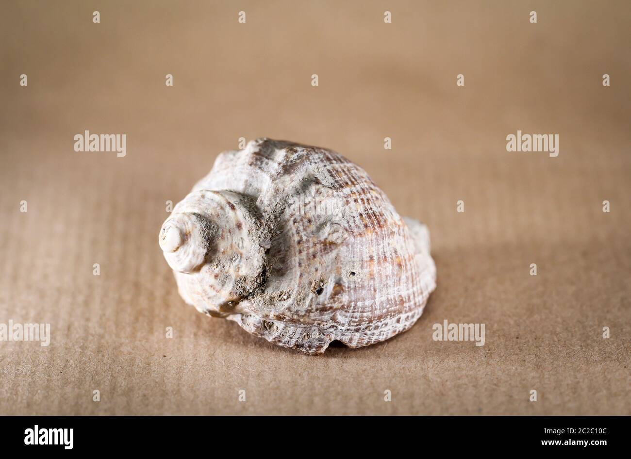 Detail of a shell, remains of a shell Stock Photo - Alamy