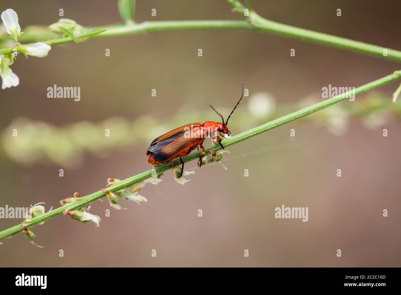 A bug or beetle on a plant Stock Photo - Alamy