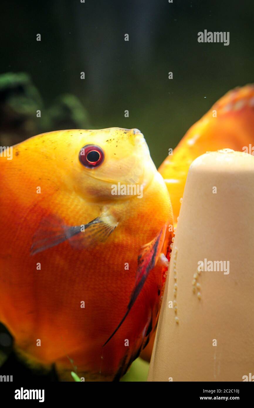 this is a close up of a discus fish Stock Photo - Alamy