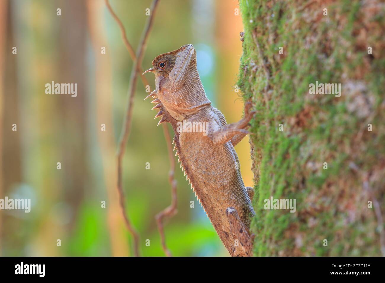 Masked Lizard High Resolution Stock Photography and Images - Alamy