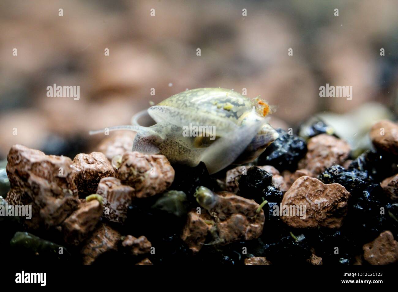 detail of a bubble snail Stock Photo - Alamy