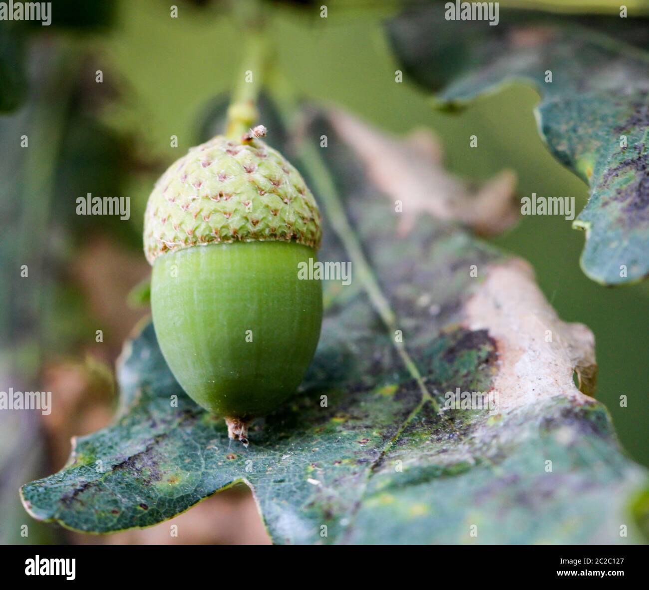 Detail of acorns on an oak, and acorns Stock Photo - Alamy
