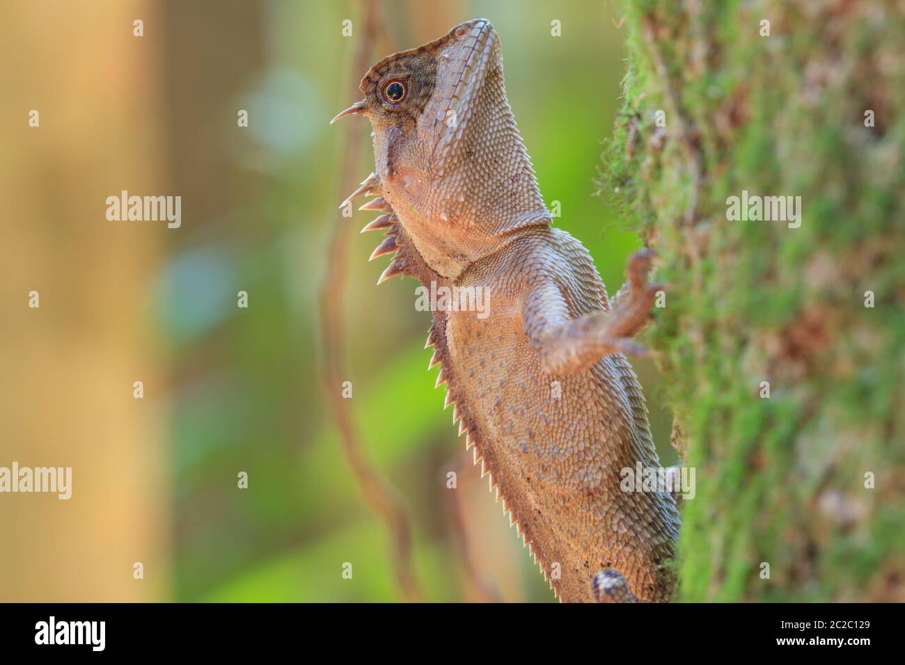 Masked spiny lizard on tree,Masken-Nackenstachler,black face lizard ...