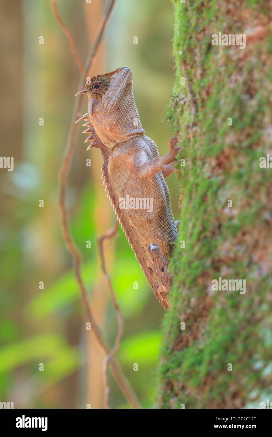 Masked spiny lizard on tree,Masken-Nackenstachler,black face lizard ...