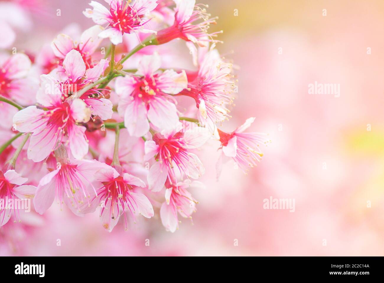 Beautiful cherry blossoms hi-res stock photography and images - Alamy
