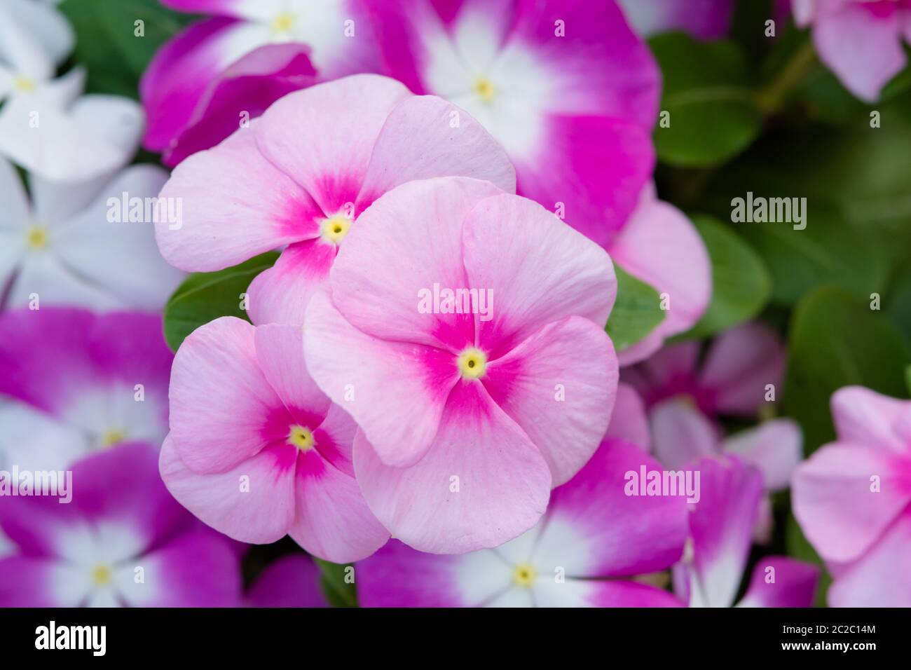 Vinca rosea flowers blossom in the garden, foliage variety of colors ...