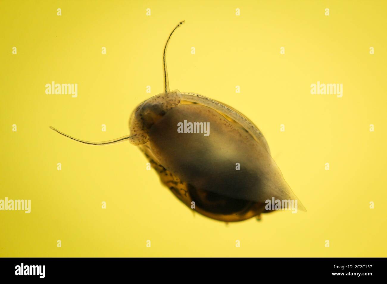 Angler fish eggs hi-res stock photography and images - Alamy