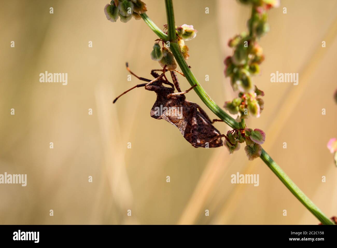 Thistle shield beetle hi-res stock photography and images - Alamy