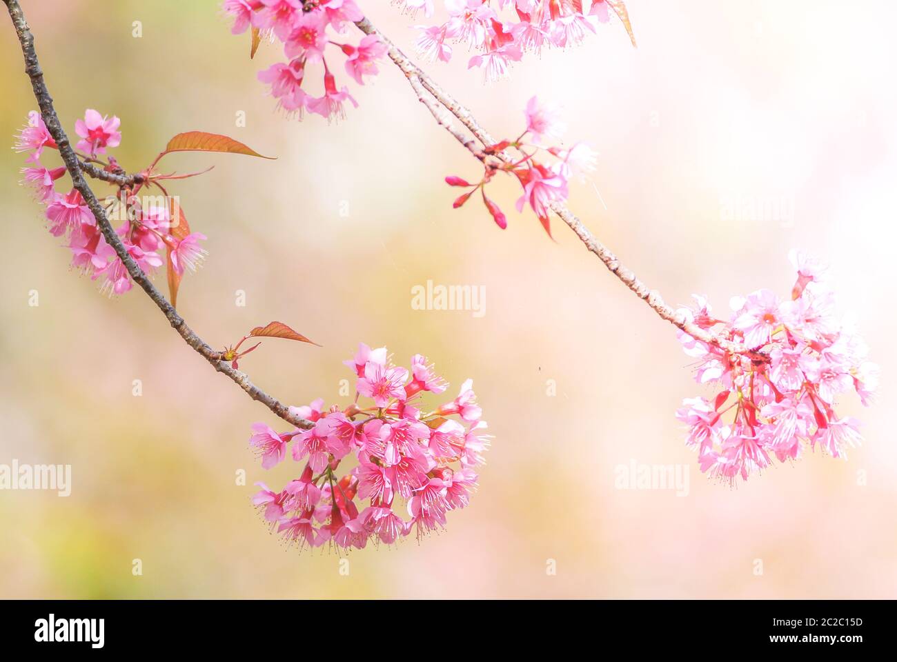Cherry Blossom in spring with soft focus, unfocused blurred spring ...