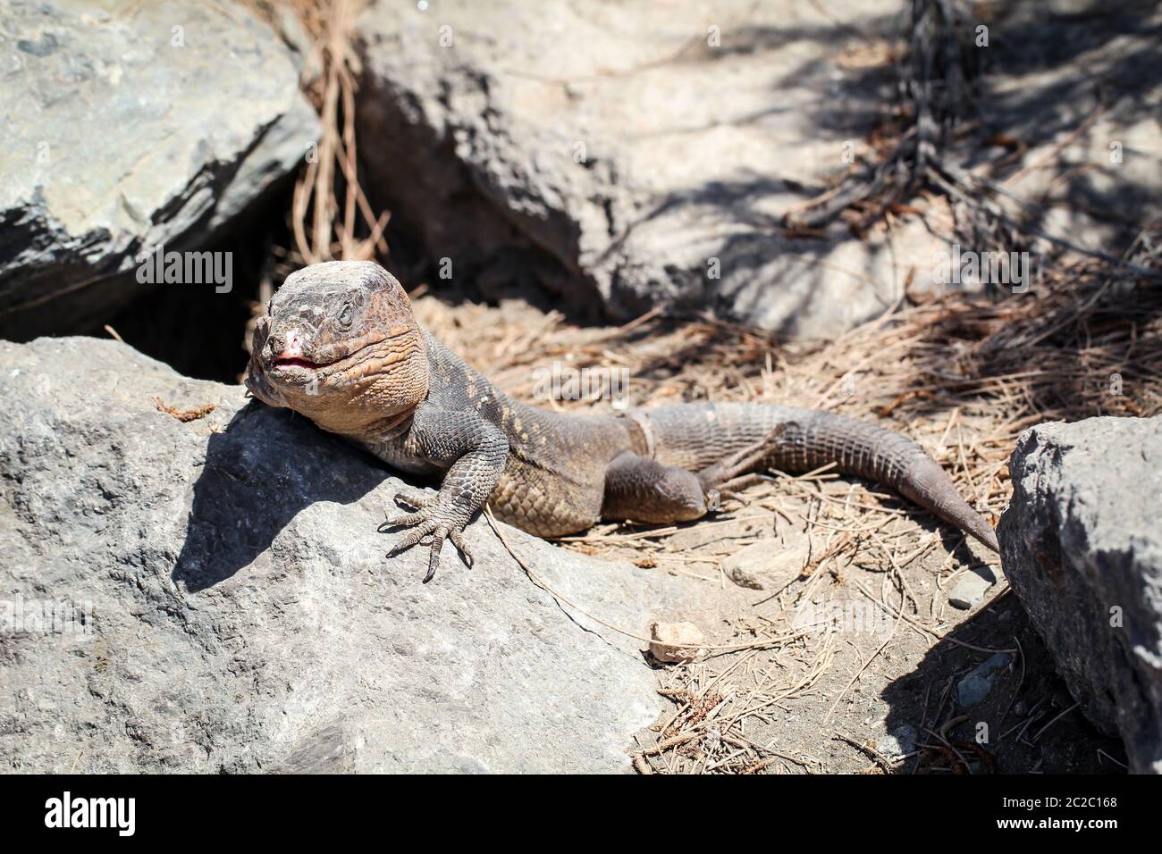 detail of a lizard in the sun on a stone Stock Photo - Alamy