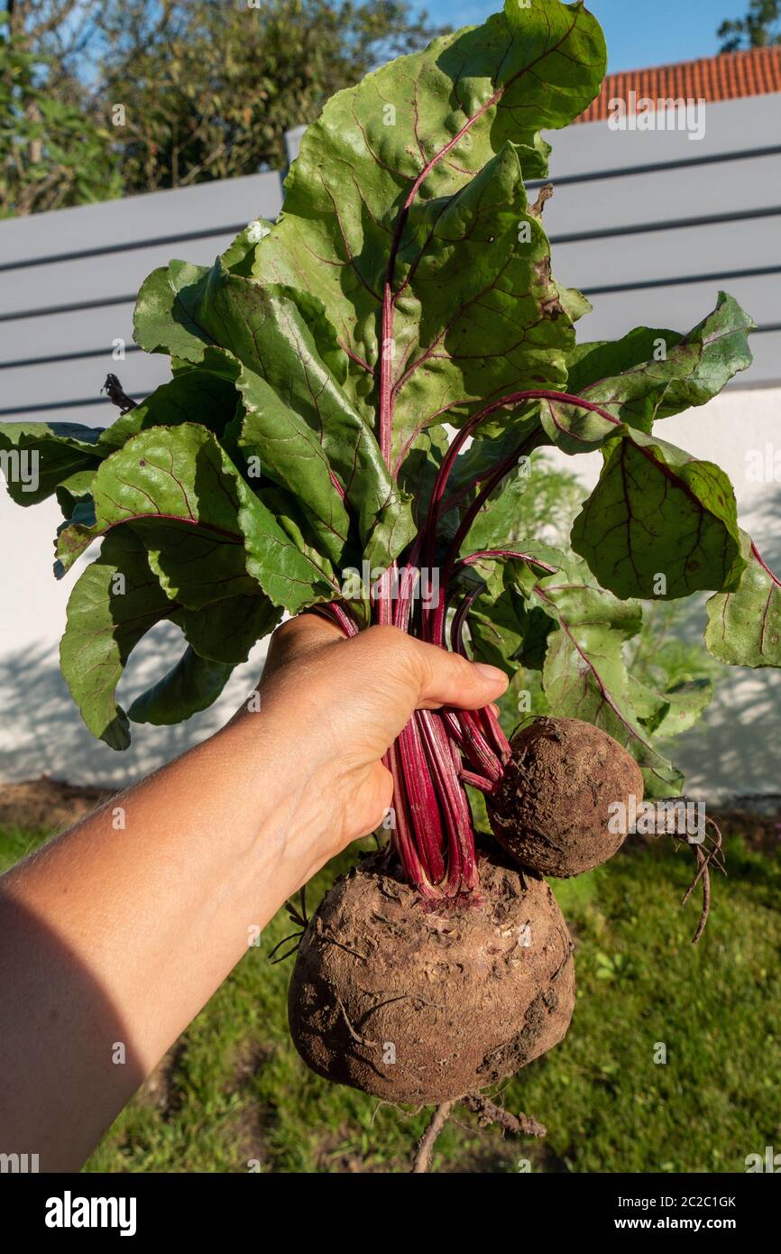 hand woman holding fresh organic beetroot, outdoors Stock Photo - Alamy